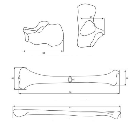 ANTH 486 DCP 2 0 Measurements Tibia Fibula Calcaneus Diagram Quizlet