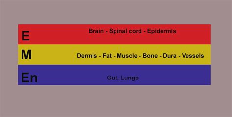 2 E Ectoderm M Mesoderm En Endoderm Download Scientific Diagram