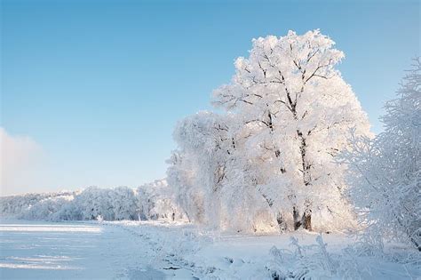 Winter Frost Snow Trees Landscape Nature Константин Леонтьев Hd