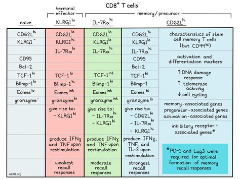 Memory T Cells
