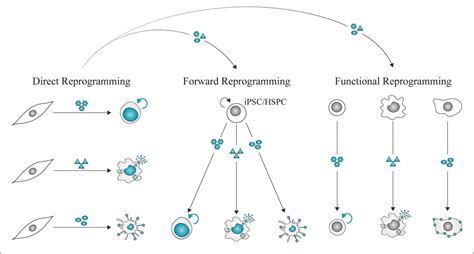 Figure 5 From Understanding And Modulating Immunity With Cell Reprogramming Semantic Scholar