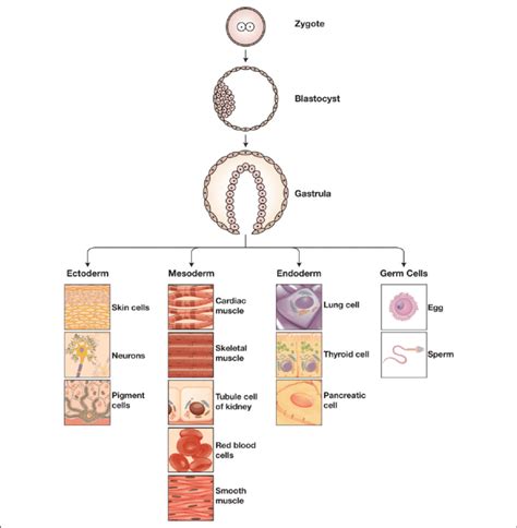 Differentiation Of Tissues Download Scientific Diagram