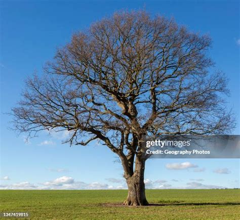 Oak Tree No Background Photos And Premium High Res Pictures Getty Images