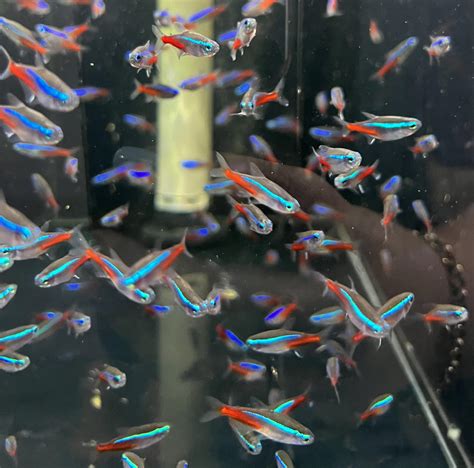 Neon Tetra Paracheirodon Innesi Tropical Aquarium