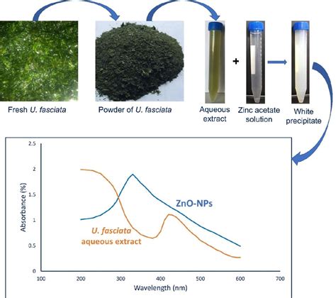Figure 1 From Phyco Synthesized Zinc Oxide Nanoparticles Using Marine Macroalgae Ulva Fasciata