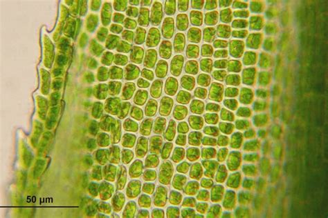Celula Eucariotă Definiție Structură și Funcții Info Natura