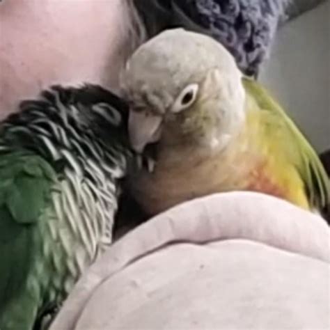 my 20 year old and 11 month of gccs snugged and scritched each other