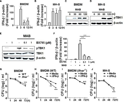 Frontiers Type I Interferons Are Involved In The Intracellular Growth