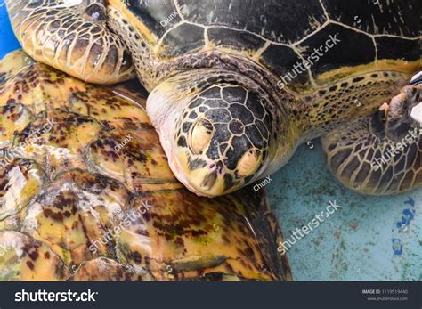 Another Turtles Sleep On Turtle Stock Photo Edit Now 1119519440