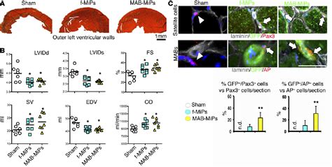 Figure 10 From Mesodermal Ipsc Derived Progenitor Cells Functionally