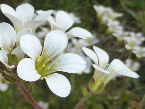 Saxifraga granulata by Lingha on DeviantArt