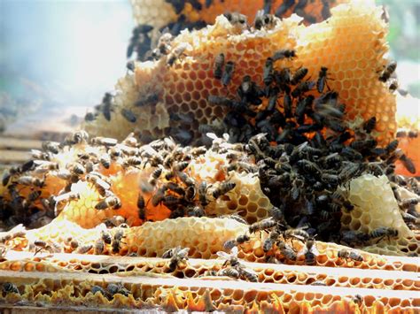 ბახმაროს მთის თაფლი Added A New Photo ბახმაროს მთის თაფლი