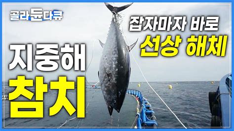 한 마리당 무려 만원 m 거대 참다랑어를 선상에서 해체하여 맛보는 유럽 몰타 의 양식장지중해 모든 해산물이 모이는 몰타의 가장 큰 어시장세계테마기행