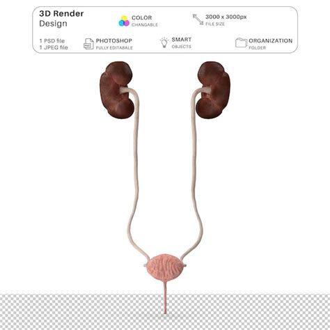 Modelo De Sistema Excretor 460 Sistema Excretor Ilustraciones