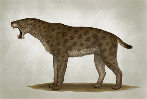 Homotherium Facts And Figures