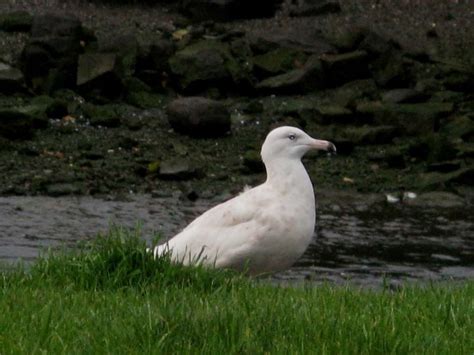 In Praise Of Gulls Meet The UKs Gull Species