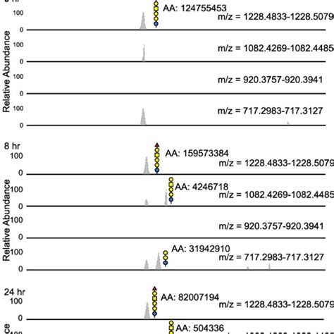 Oligosaccharide Antigen Processing And Presentation On The Cell Surface