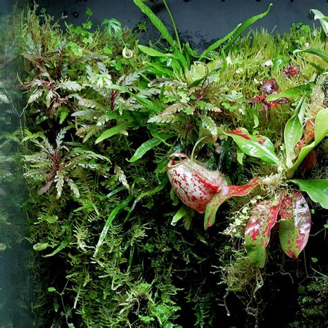 Javafarn Microsorum Pteropus Pflege Wasserpflanzen Lexikon