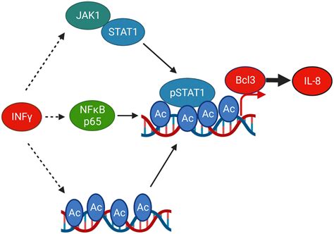 Febs Open Bio Vol 13 No 8