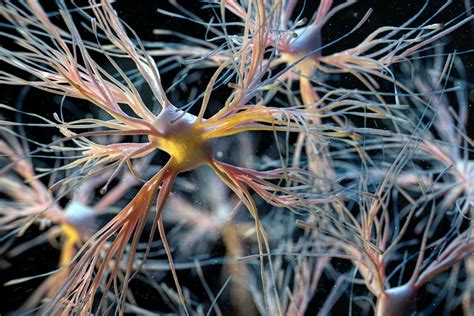 Transplant Of Fresh Brain Cells Replaces Diseased And Aged Ones