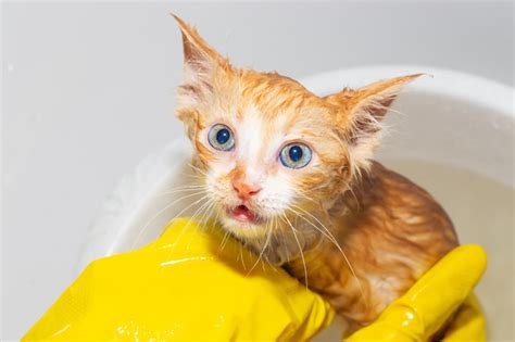 Premium Photo Wet Funny Frightened Ginger Kitten With Bulging Eyes