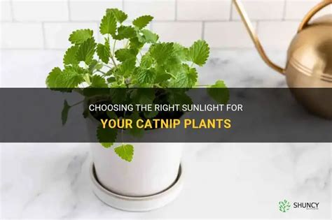 Choosing The Right Sunlight For Your Catnip Plants Shuncy