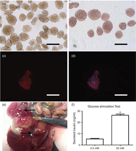 Figure 4 From Three Dimensional Culture Of Mouse Pancreatic Islet On A
