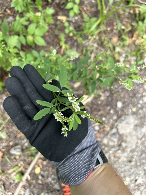 White Sweetclover From West Agnew Road Pittsburgh Pa Us On June 24 2024 At 0224 Pm By Jared
