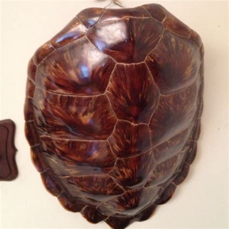 163 Best Decorating Tortoise Shell And Bamboo Images On Pinterest