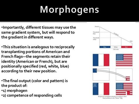 Morphogens Induction And Cytoplasmic Determinants