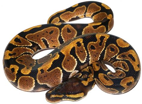 Coffee Ball Python Traits Morphpedia