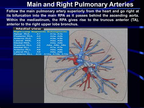 Pulmonary Artery Anatomy And Pulmonary Embolism Pdf