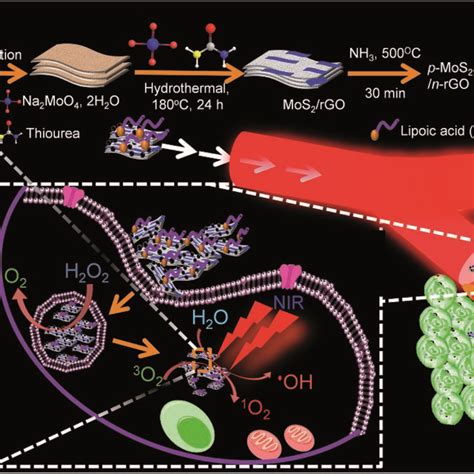 Schematic Illustration Of The Fabrication Of P Mos2 N Rgo Mno2 Peg Download Scientific Diagram