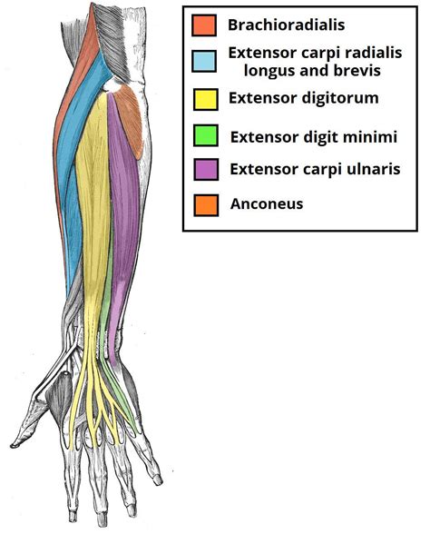 Extensor Compartment Of Forearm Superficial Muscles By Leenanagda