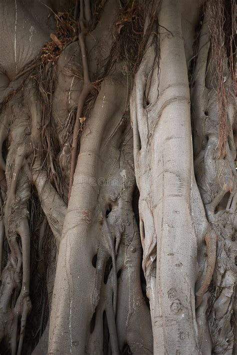 Ficus Macrophylla Trunk Close Up Stock Image Image Of Background Pattern 144145179