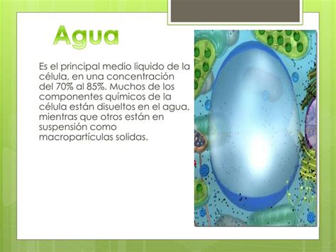 Ppt Composición Química De La Célula Powerpoint Presentation Id3112999