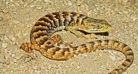 California Lizards [identification And Full Guide]