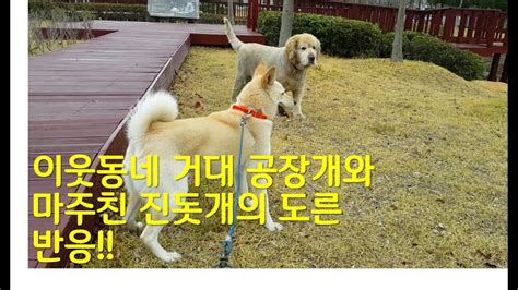 산책 중 만난 거대 공장개에게 온갖 짜증을 부리는 도른 진돗개 Youtube