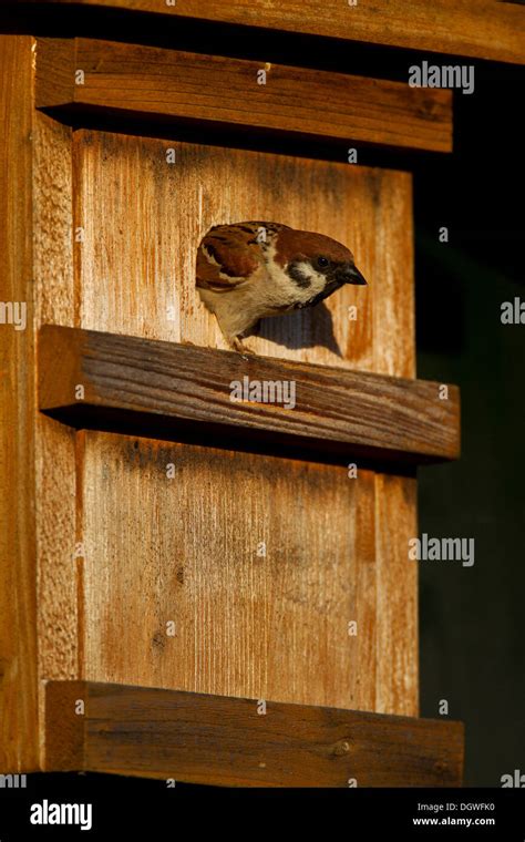 House Sparrow Nest Box Hi Res Stock Photography And Images Alamy