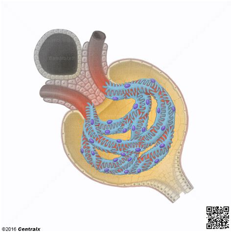 Podócitos Atlas De Anatomia Do Corpo Humano Centralx