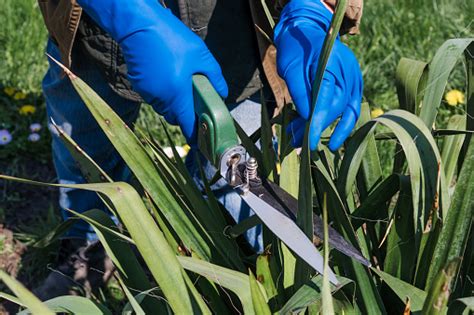 파란색 장갑을 낀 손에 정원 액세서리 정원 가위는 나뭇잎을 가지 치기합니다 금속 가위는 유카 식물의 큰 녹색 잎을 자른다 가지치기에 대한 스톡 사진 및 기타 이미지 Istock