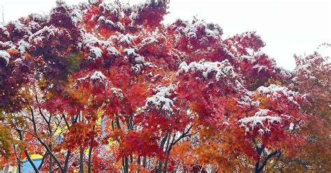 “기괴한 풍경” 빨간 단풍에 폭설…미친 날씨 어떡해 [지구 뭐래]