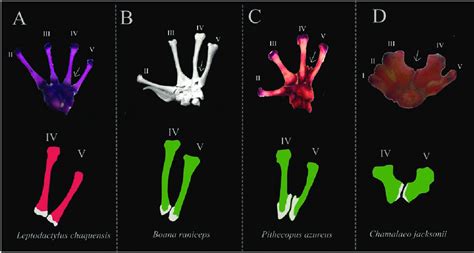 Metacarpals Proximal Epiphysis Specializations Comparison Between The Download Scientific