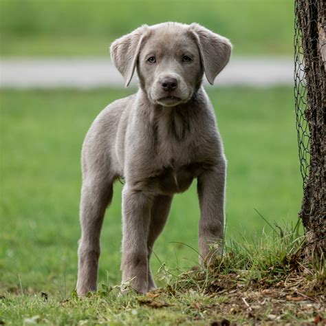 Silver Labrador Retriever Chocolate Silver And Charcoal Pointing
