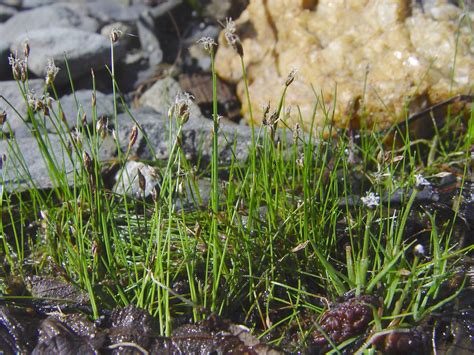 Genus Eleocharis Spikesedge Go Botany