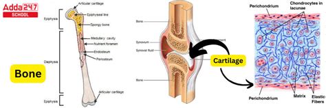 Difference Between Bone And Cartilage