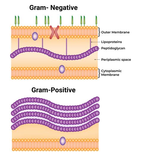 Gram Negative And Gram Positive Science Design Illustration Diagram Vector Art At Vecteezy