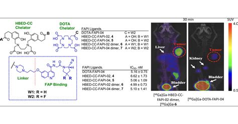 [68ga]ga Hbed Cc Fapi Derivatives With Improved Radiolabeling And Specific Tumor Uptake