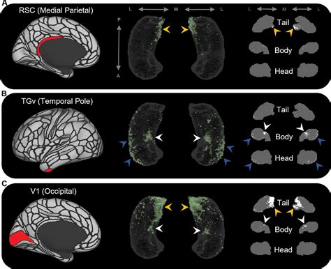 Figures and data in New insights into anatomical connectivity along the ...