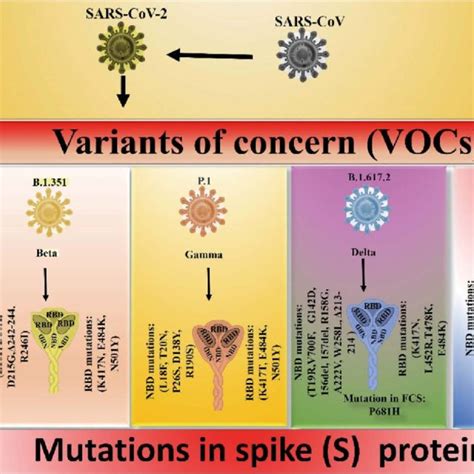 a diagram showing the different genetic mutation in sars cov 2 and its